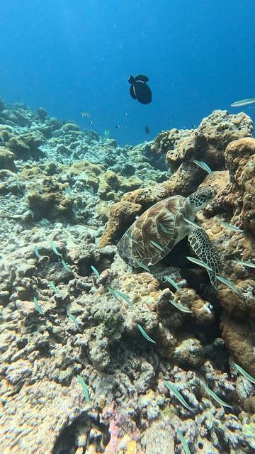 Сноркелинг на Мальдивах, риф острова Донфану (Dhonfanu) 29.01.25