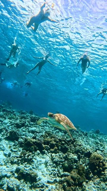 Сноркелинг на Мальдивах, риф острова Донфану (Dhonfanu) 26.11.25