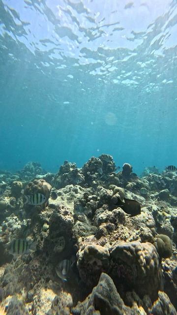 Сноркелинг на Мальдивах, риф острова Донфану (Dhonfanu) 14.03.25