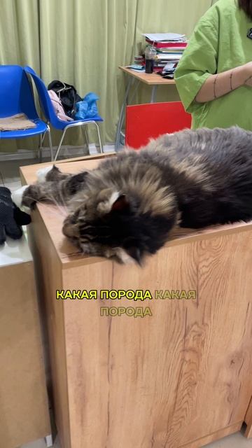 Мей Кун на кассе. Настоящая «Кото деревня» - выставка кошек в Иваново.