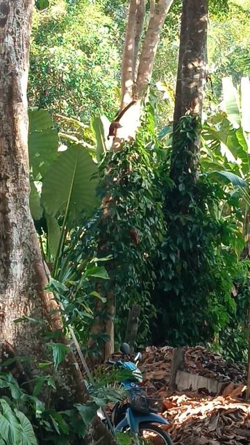 Ратуфа в Национальном парке Као Сок, Тайланд (Ratufa in National Park Kao Sok, Thailand)