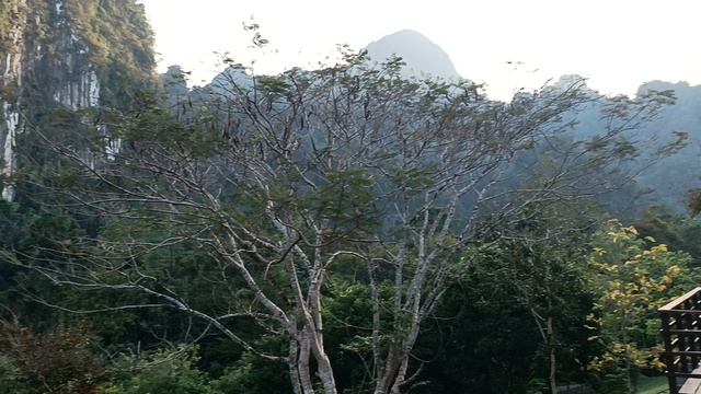 В отеле Cliff & River Jungle Resort, Као Сок, Тай (Hotel Cliff & River Jungle Resort, Kao Sok, Thai)