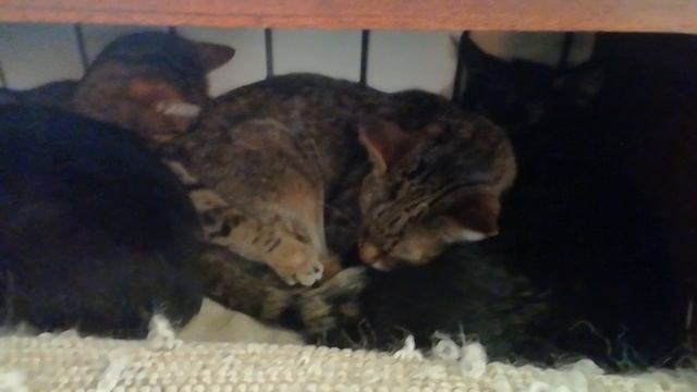 А что нам мороз- у нас батарея под боком!/ кошечки