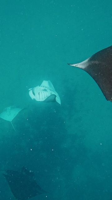 Сноркелинг на Мальдивах, Ханифару бей, манты (Hanifary Bay) 18.11.25