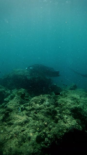 Сноркелинг на Мальдивах с мантами на рифе острова Хибалиду (Hibalhidhoo)