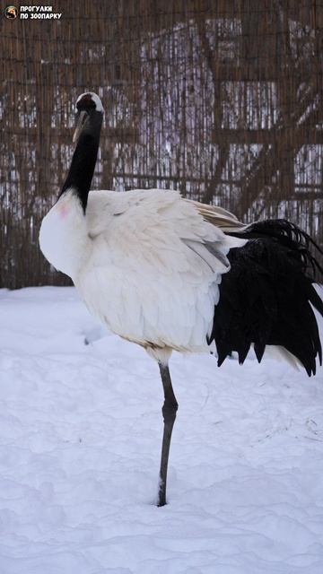 Японский журавль чистит перья. Ленинградский зоопарк