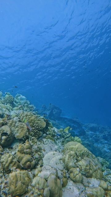 Сноркелинг на Мальдивах, риф острова Киадуфару (Kihaadhufaaru) 27.11.25