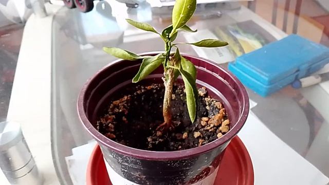 Мандарин Уншиу-Проблема растишки