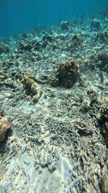 Сноркелинг на Мальдивах, риф острова Донфану (Dhonfanu) 04.03.25