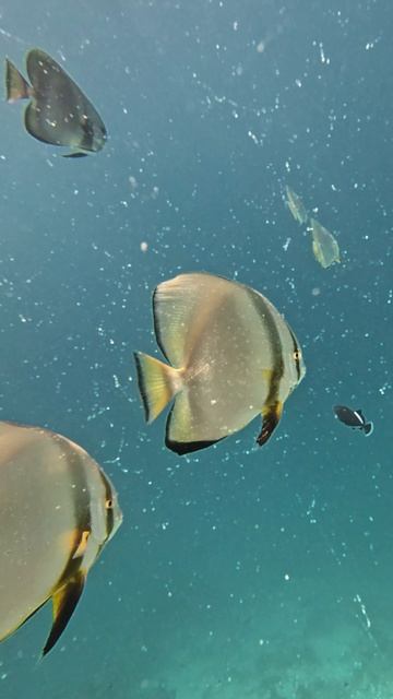 Сноркелинг на Мальдивах, риф острова Донфану (Dhonfanu) плюс манты 28.09.25