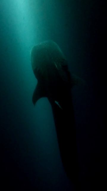 Ночной сноркелинг на Мальдивах с китовой акулой