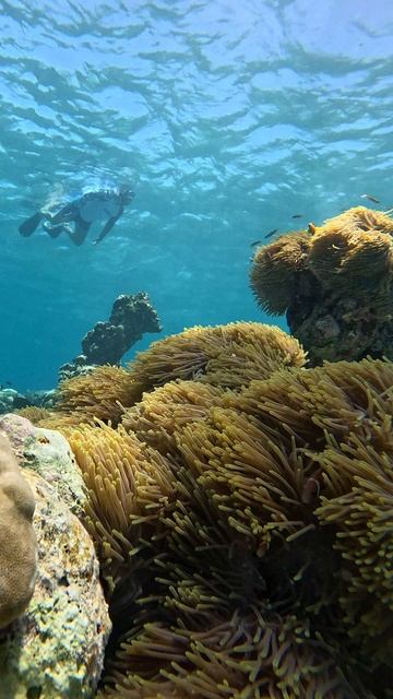 Сноркелинг на Мальдивах, риф острова Донфану (Dhonfanu) 26.04.25