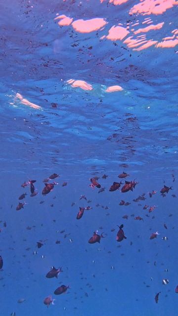 Сноркелинг на Мальдивах, риф острова Донфану (Dhonfanu) 23.04.25