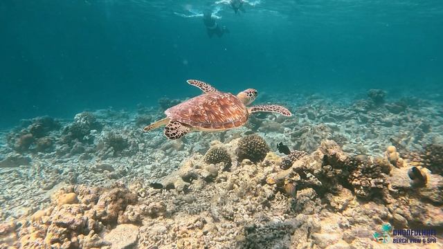 Сноркелинг на Мальдивах, риф острова Донфану (Dhonfanu) 16.01.26