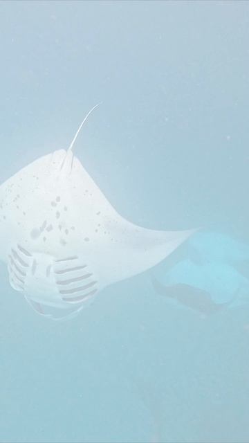 Плавание с мантами на Мальдивах (Manta Ray) 03.08.24