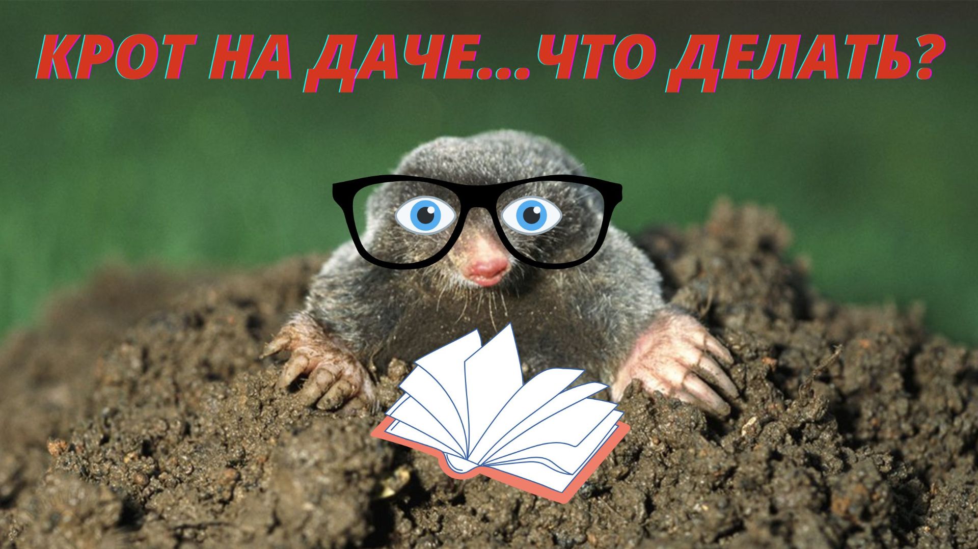 Борьба с кротами на дачном участке