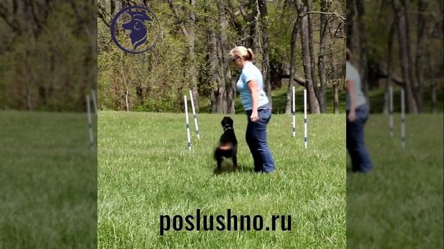 Как обучить добермана послушанию? Кинолог Игорь Алтайский.