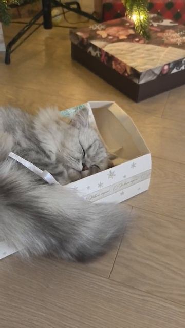 Сюрприз..Живой подарочек под елкой в Новый год.