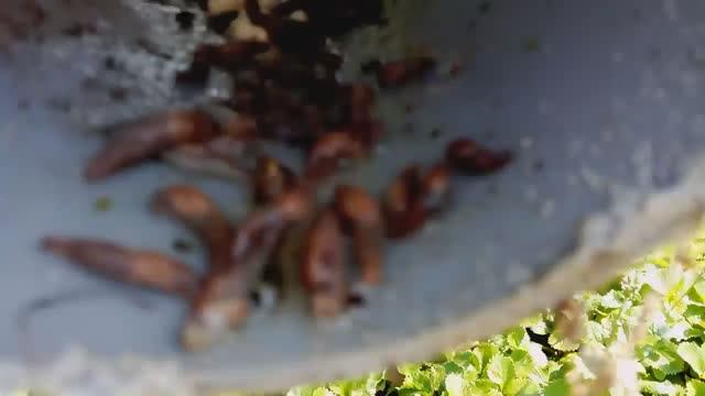 8 июля.2025. Средство от слизней работает.