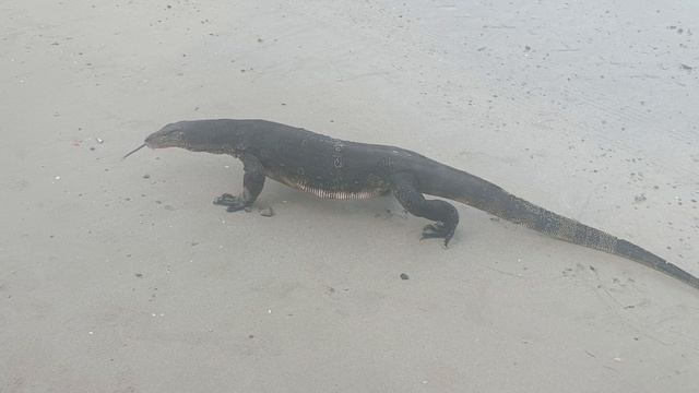 Водяной варан, восточный пляж Райли, побережье Краби (Water Monitor Lizard, East Railay Beach, Crabi