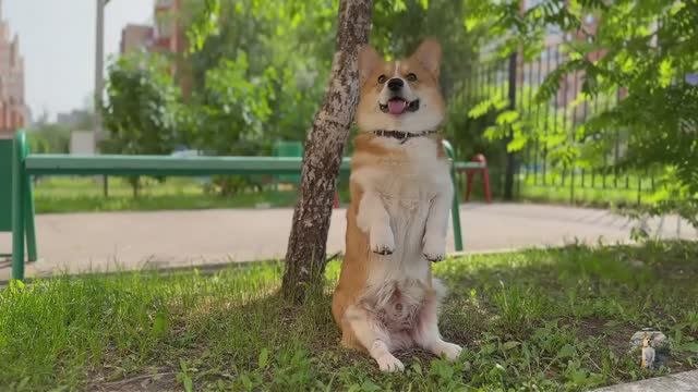 5 ОСНОВНЫХ КОМАНД для собаки + Дрессировка корги