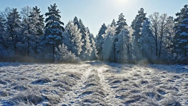 футаж зимний лес