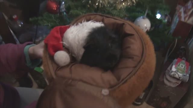 2026 новый год.Рождество7.01 зверики