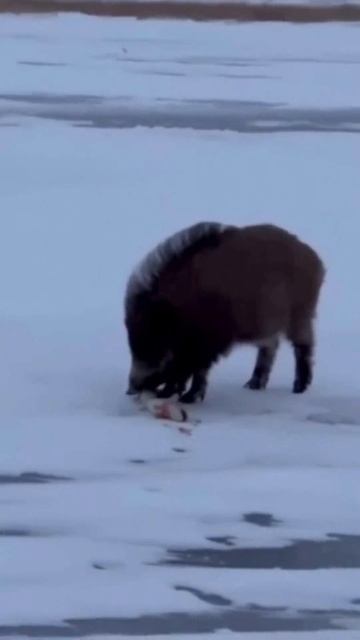 Кабан рыбак