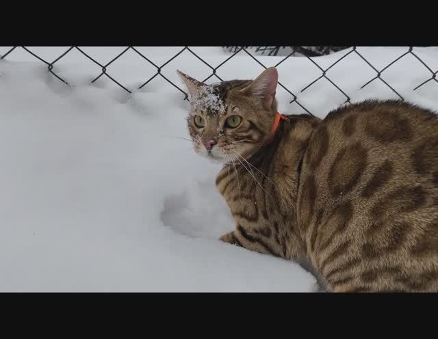 БЕНГАЛ ЛАЙФ: ПРИУЧАЕМ К ШЛЕЙКЕ😺