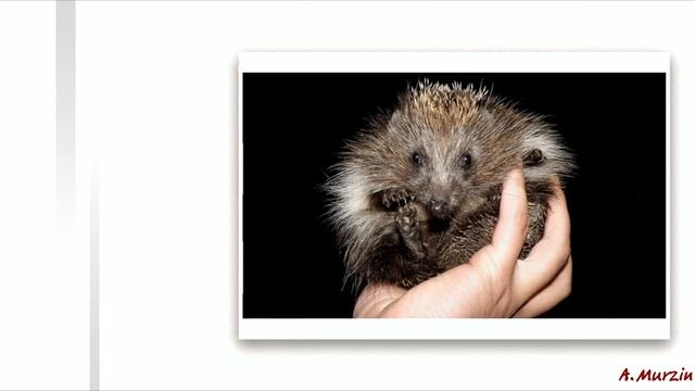 Alexander Karshkov - Re-Remember