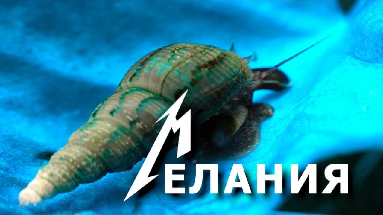 Мелания – милая грунтовая улитка