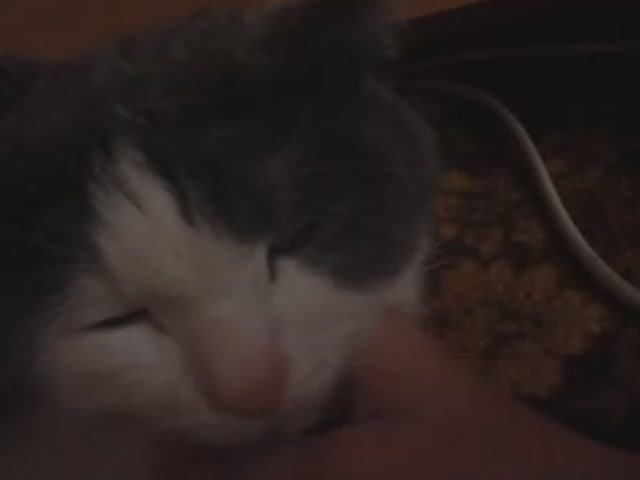 Пропажа мишки