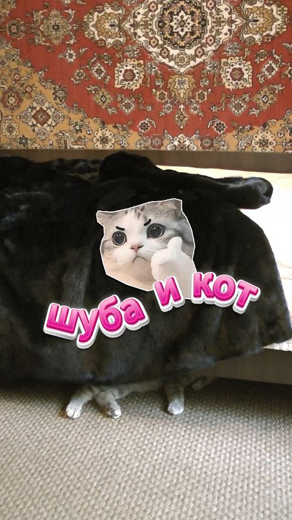 Шуба и кот