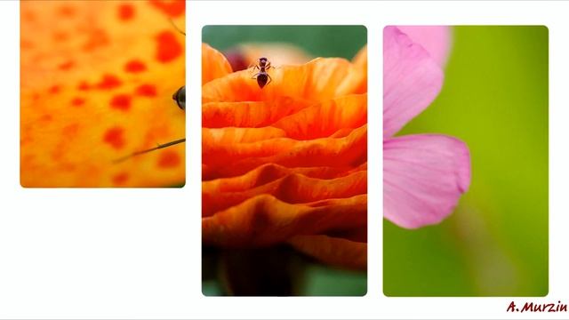 Alexander Karshkov - In the Mountains