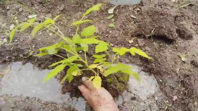 10 июня 2025. Высадка малины из корневых черенков.