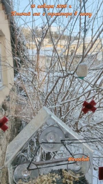 16 января 2026 г. Птичий сон о тракторе в снегу #ялта #ялта2026 #синички