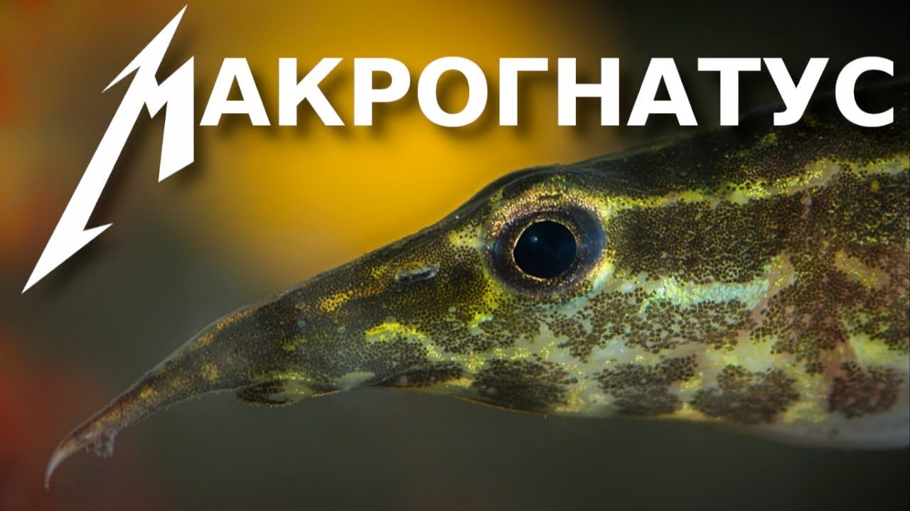 Аквариумный угорь Макрогнатус