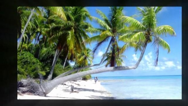 Под тенью пальм