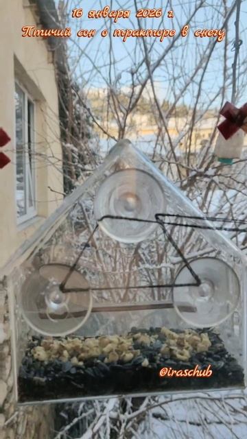 16 января 2026 г. Птичий сон о тракторе в снегу #ялта #ялта2026 #синички