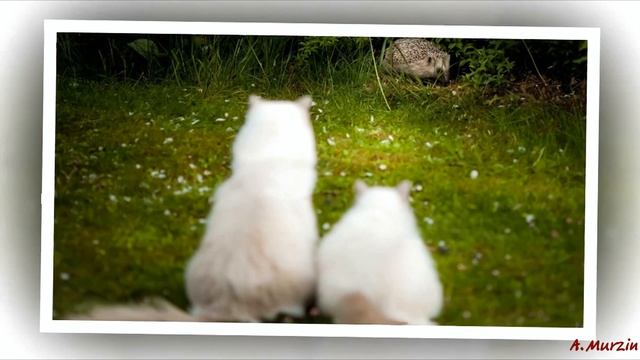 Alexander Karshkov - Remember (piano)