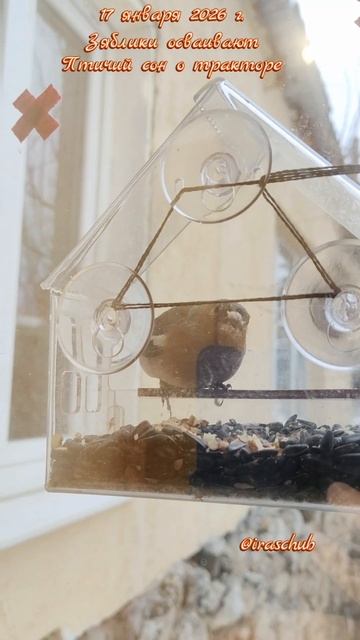 17 января 2026 г. Зяблики осваивают Птичий сон о тракторе #ялта #ялта2026 #синички #зяблики