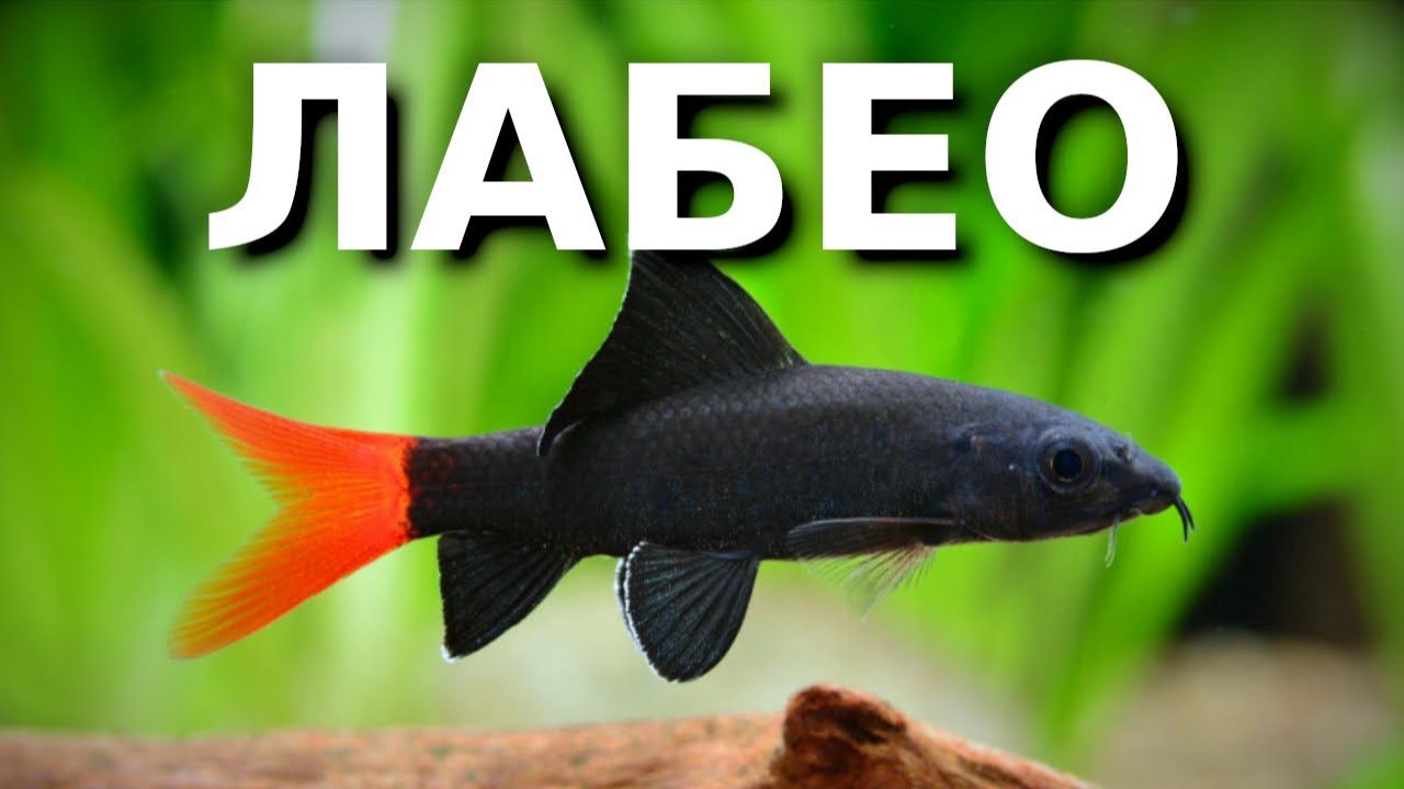 Лабео — злая аквариумная сосиска