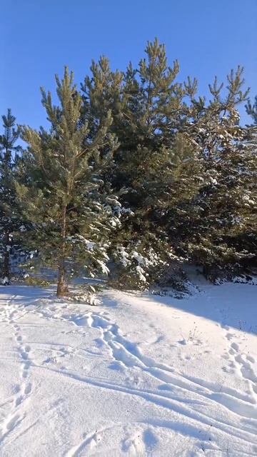 18-01-2026 #зима #