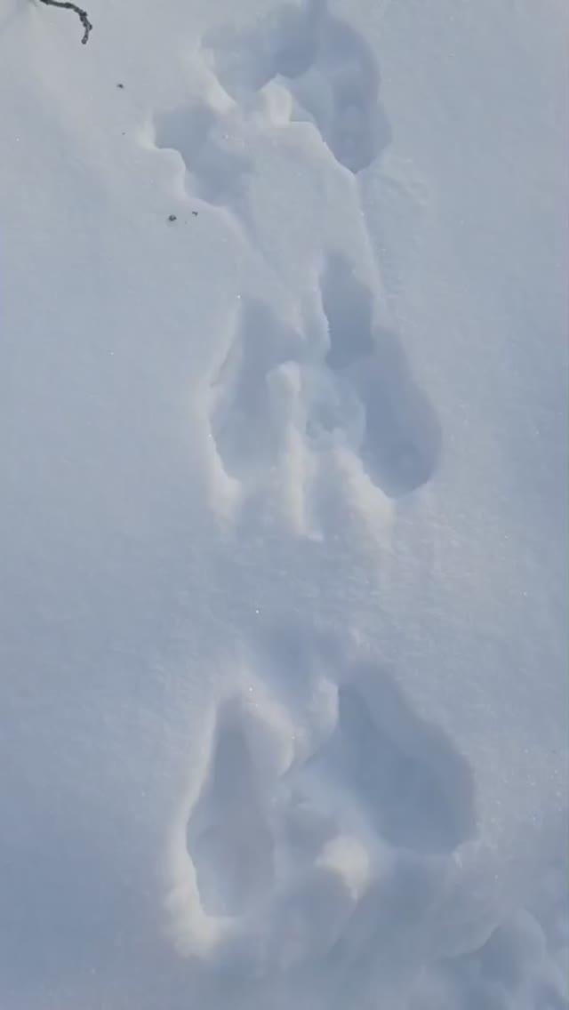 Следы зайцев на снегу в лесу и на берегу реки Вятки.