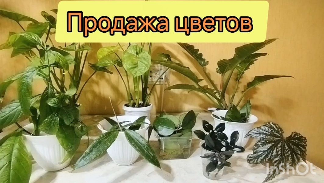 📣Продажа цветов. Излишки.🌷🌴🔥