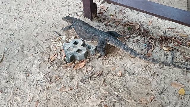 Водяной варан, пляж Пра Нанг, побережье Краби, Таиланд (Water Monitor Lizard, Phra Nang Beach, Crabi