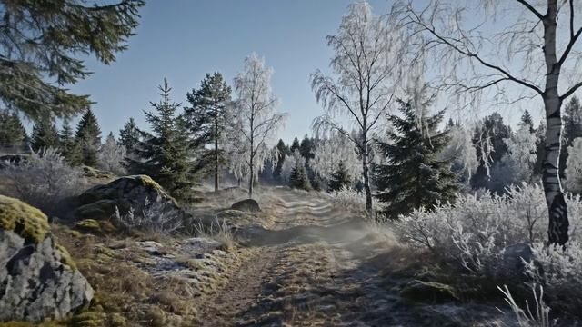 футаж зимний лес