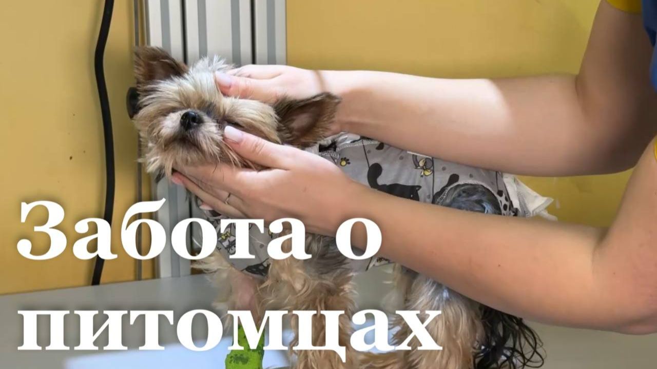 Итоговый репортаж. Как обезопасить животных на новогодние праздники?