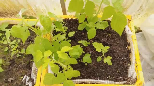 18 мая 2025. Размножение малины корневыми черенками. Продолжение.