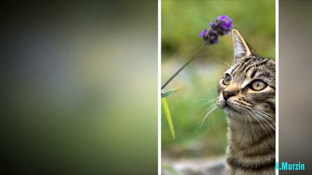 Moments Of Life 262 (Psy Chill Mix)